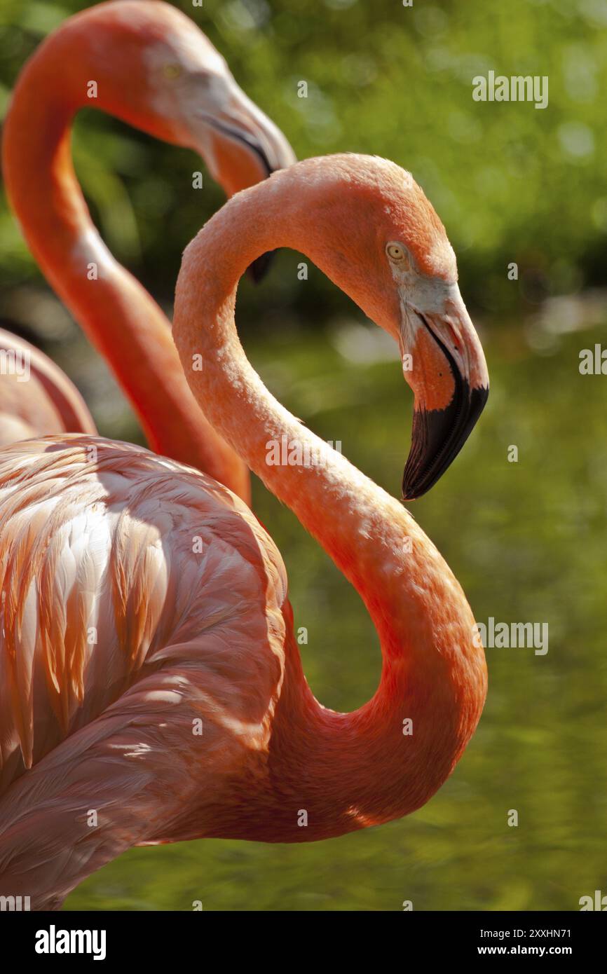 Kuba-Flamingo (Phoenicopterus ruber Stock Photo - Alamy