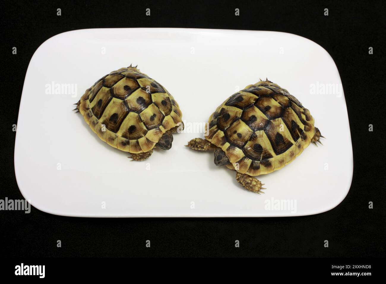 Two baby's Hermann's tortoise on white plate isolated on black Stock ...