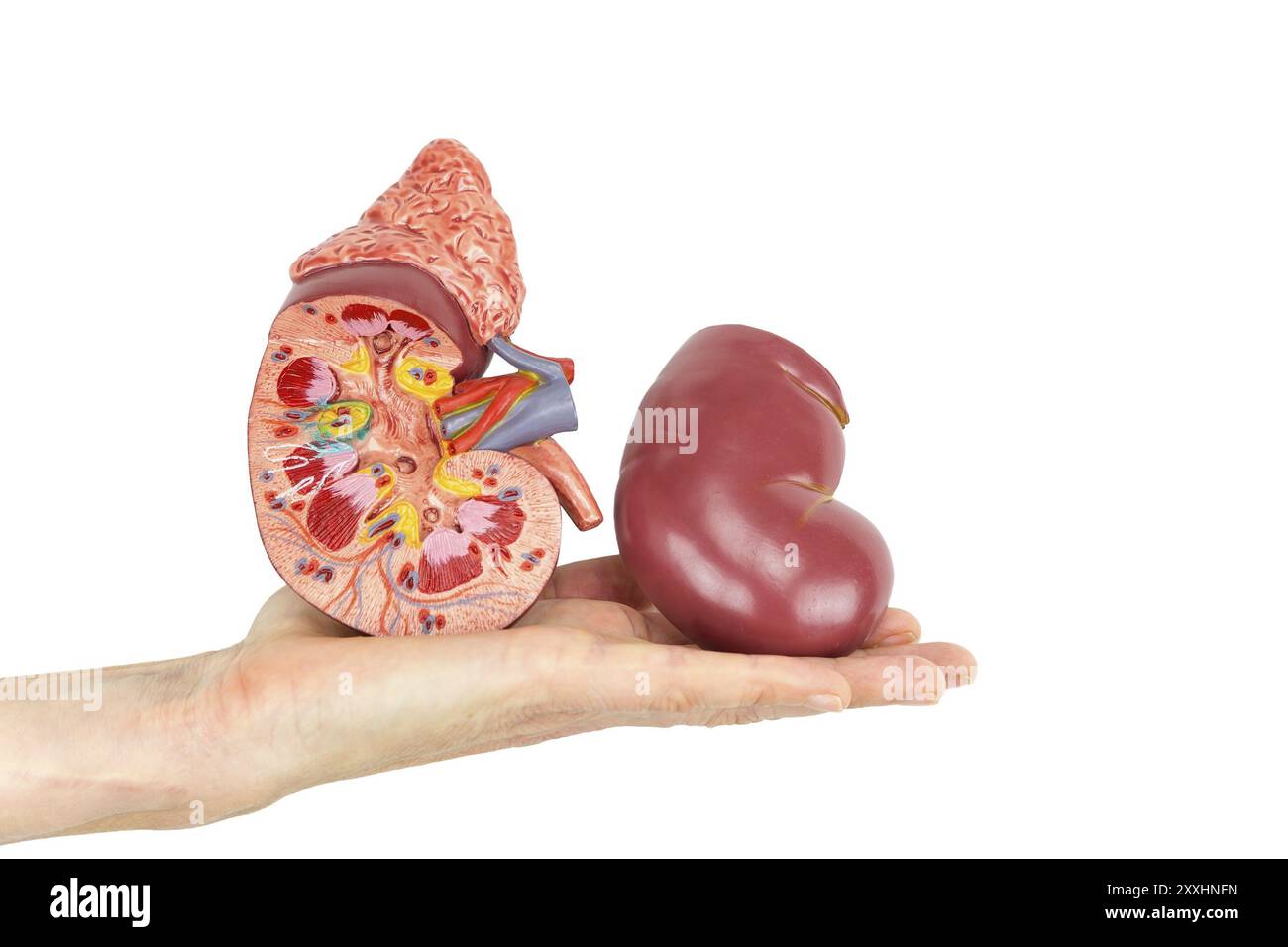 Flat hand showing model of human kidney isolated on white background ...