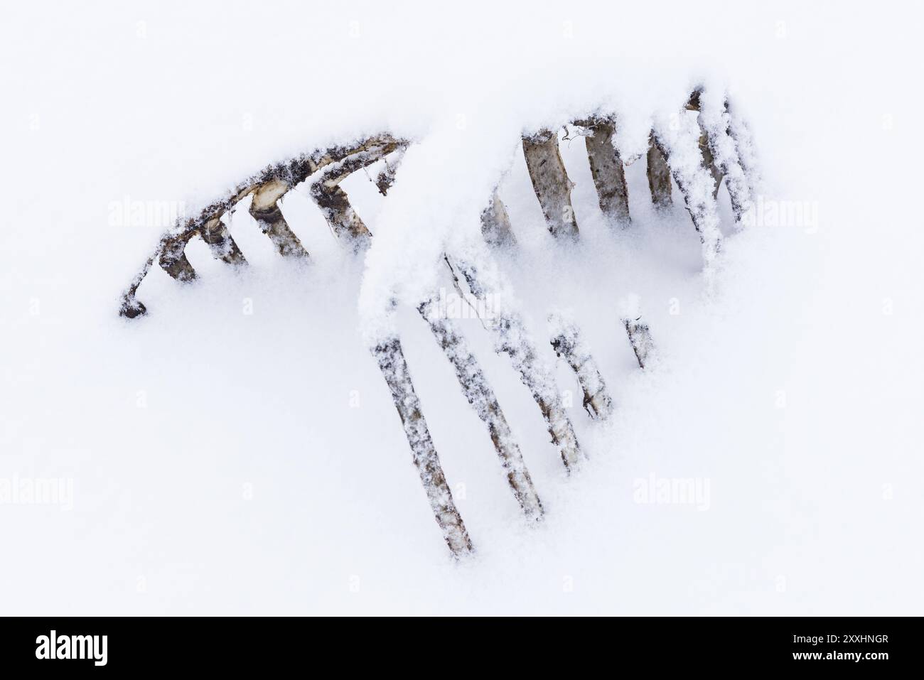 Reindeer skeleton in the snow, Muddus National Park, Laponia World ...