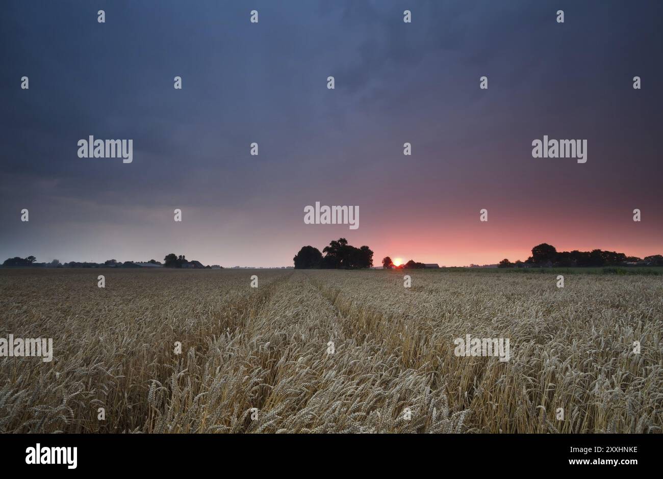 Purple summer sunset over wheat field in Dutch farmland Stock Photo - Alamy