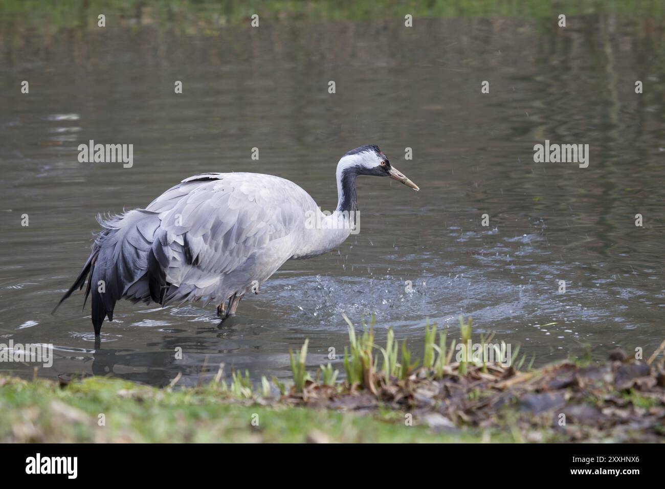 Crane habitat hi-res stock photography and images - Alamy