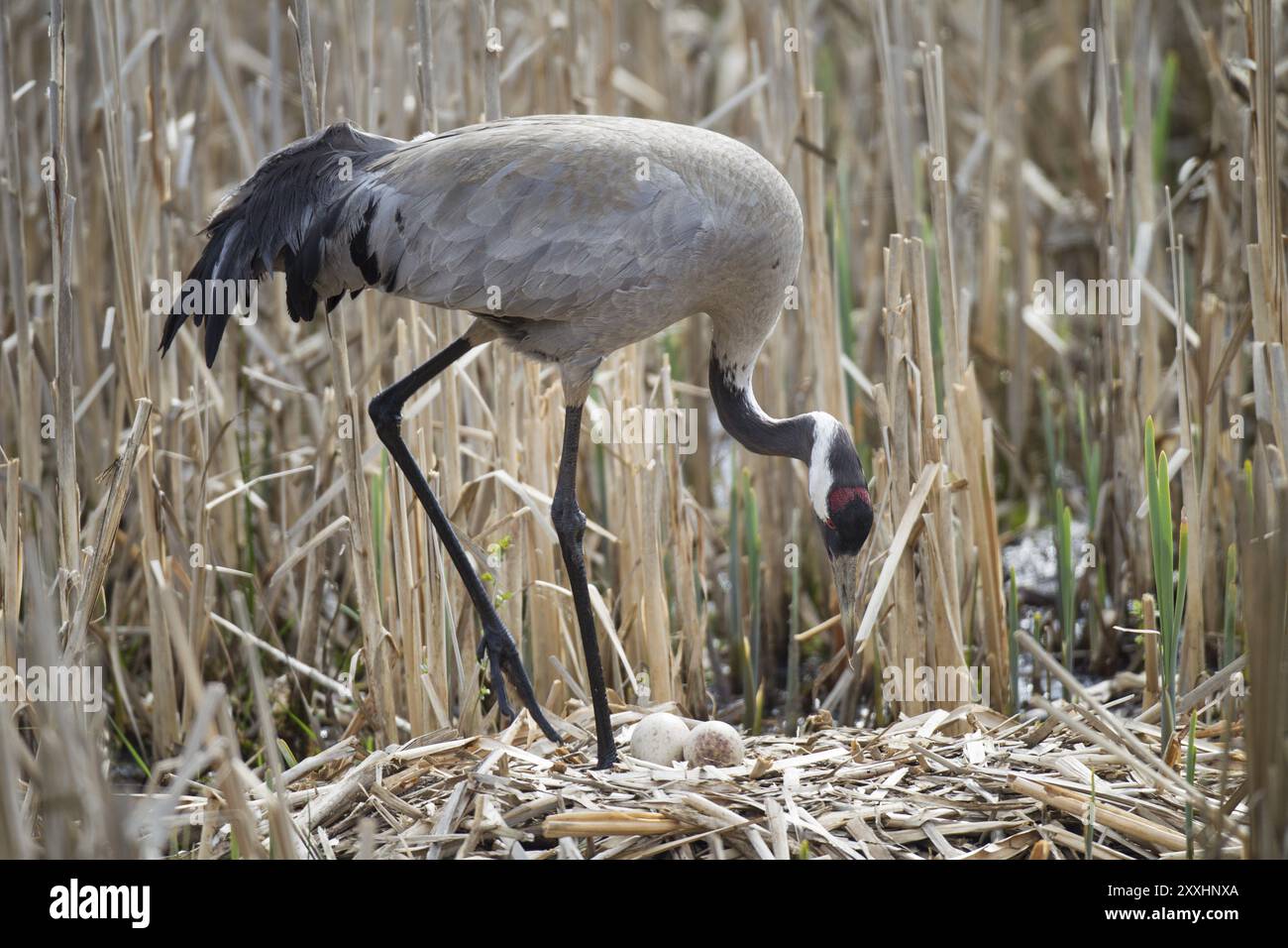 Crane in habitat hi-res stock photography and images - Alamy