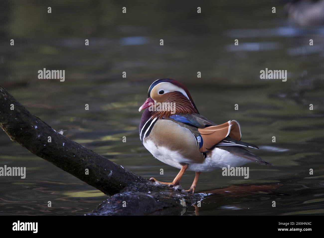 Mandarin duck, male, Aix galericulata, mandarin duck, male Stock Photo ...