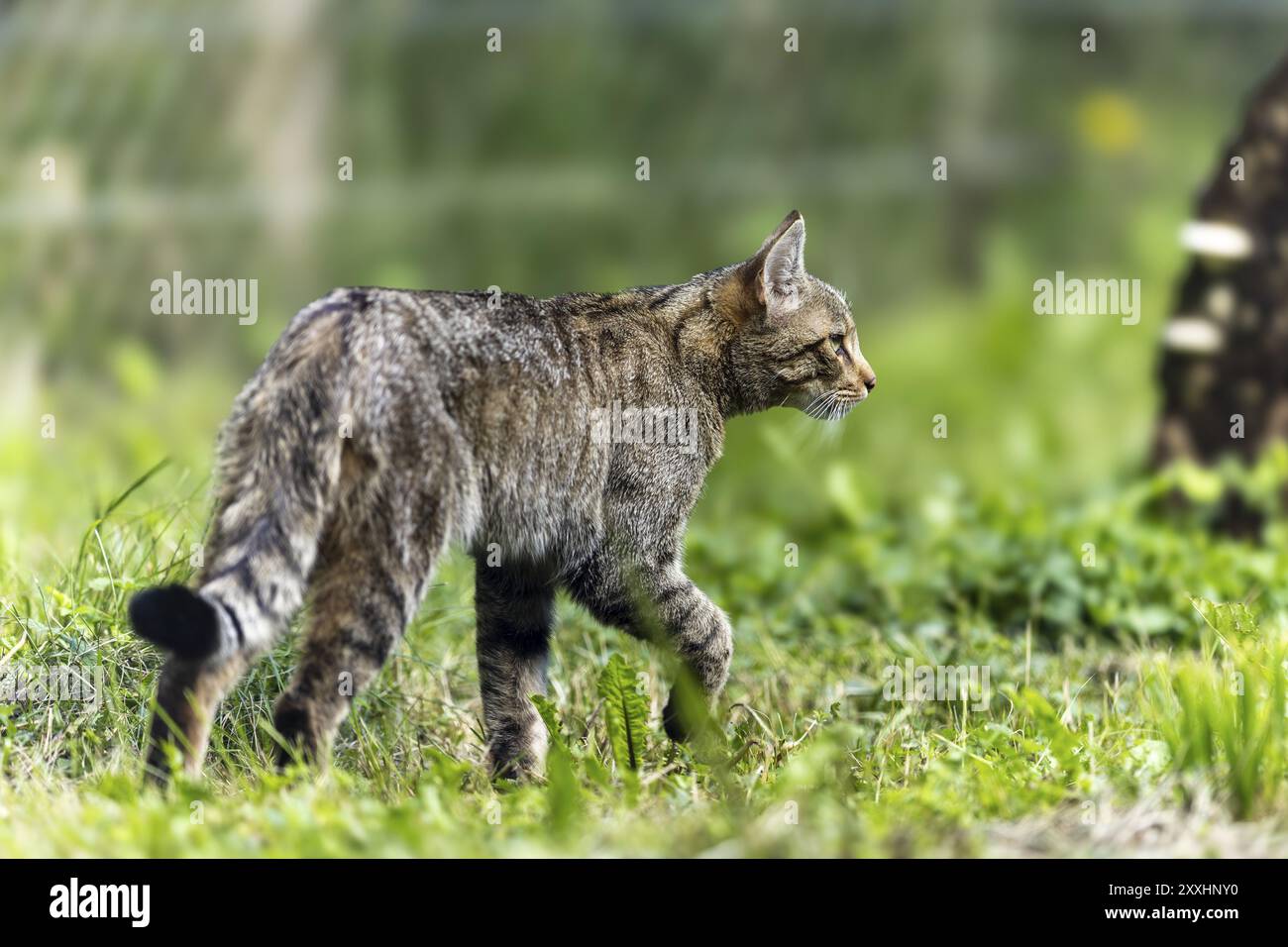 A wildcat running through a green meadow, side view, wildcat (Felis ...