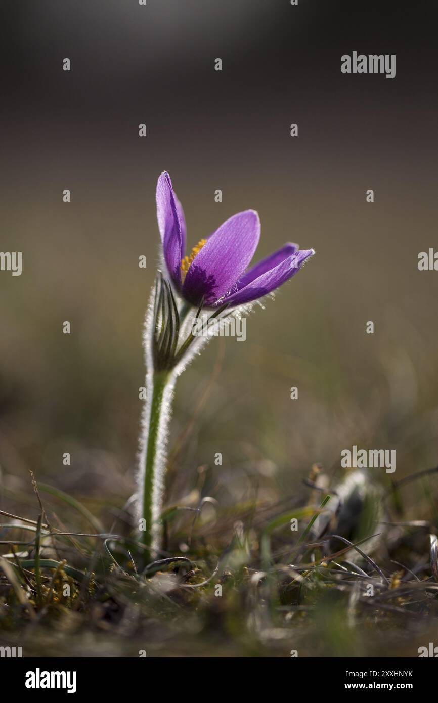 Pasque flower, Pulsatilla vulgaris, pasque flower Stock Photo - Alamy