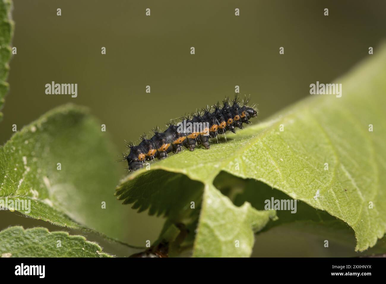 Small emperor moth, caterpillar, Saturnia pavonia, small emperor moth ...