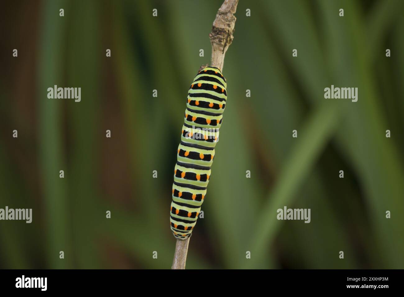 Swallowtail, Caterpillar, Papilio machaon, Common Yellow Swallowtail, Caterpillar Stock Photo ...