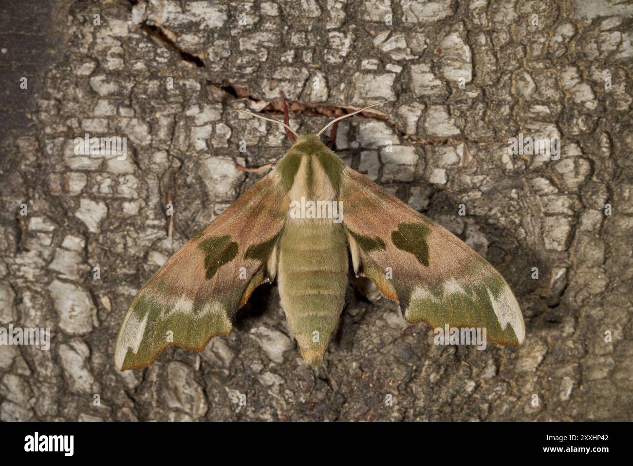 Lime hawk-moth, Mimas tiliae, lime hawk-moth Stock Photo - Alamy