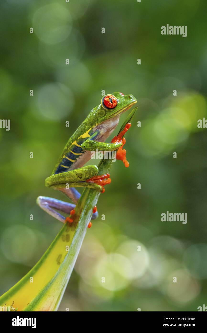 Red-eyed tree frog (Agalychnis callidryas), sitting on a leaf, Heredia ...