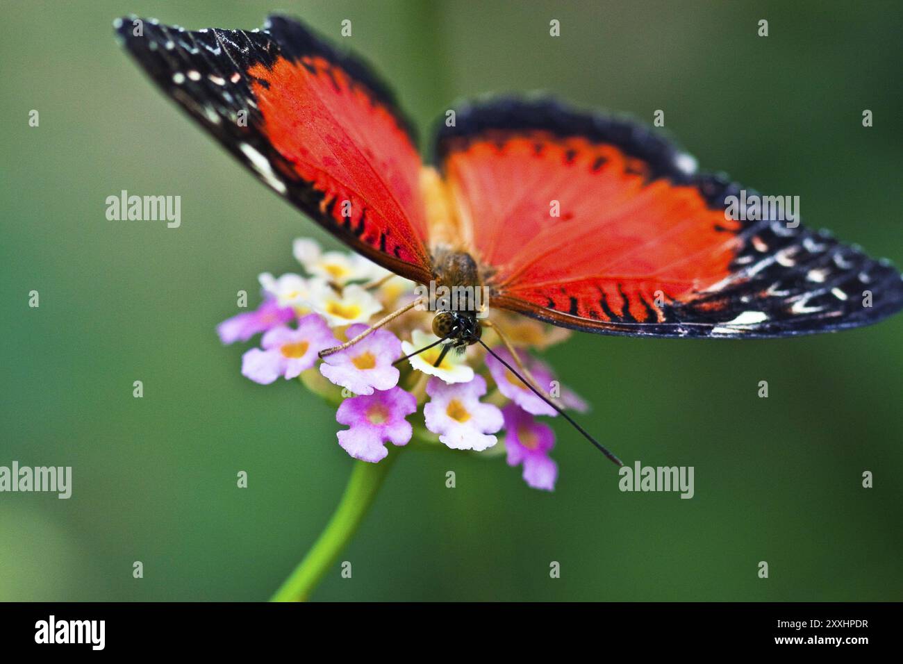 Lace wing, South Asia Stock Photo - Alamy