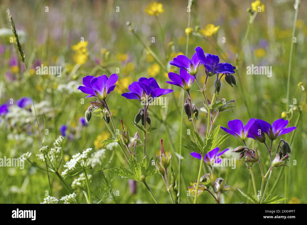 Mountain meadows in spring, spring flower meadows in mountains in many ...