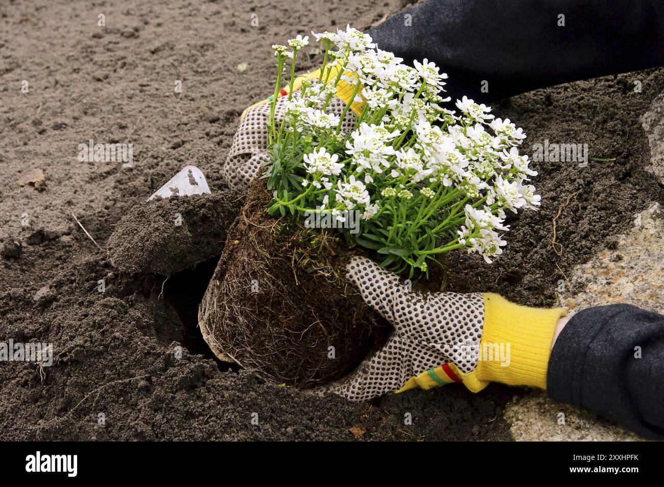 Planting shrubs, shrub planting 22 Stock Photo - Alamy