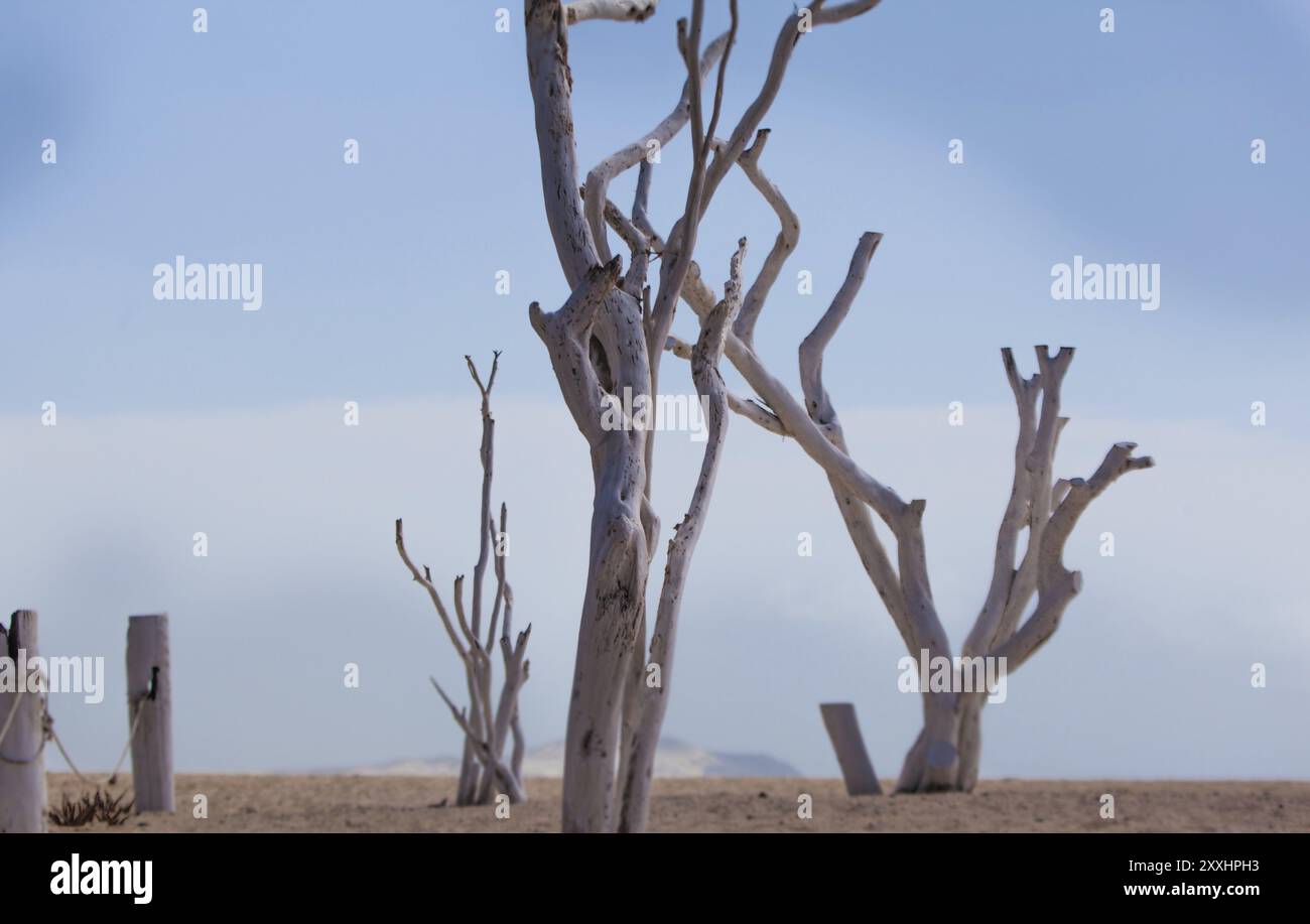 White dead trees in front of a blue sky Stock Photo - Alamy