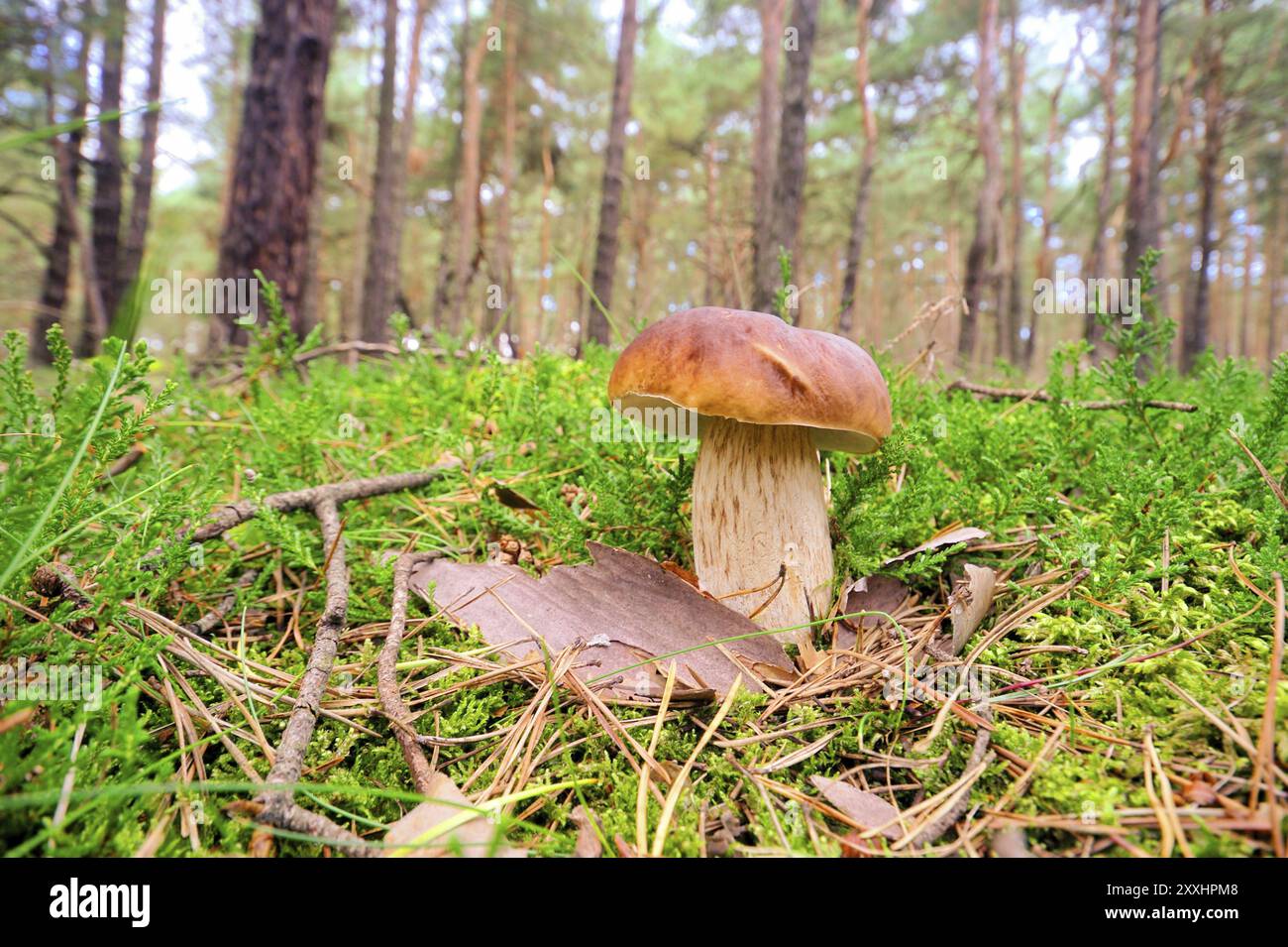 Porcini mushroom, cep 55 Stock Photo - Alamy