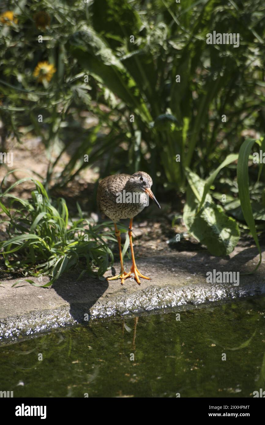 Beautiful wading bird Stock Photo - Alamy