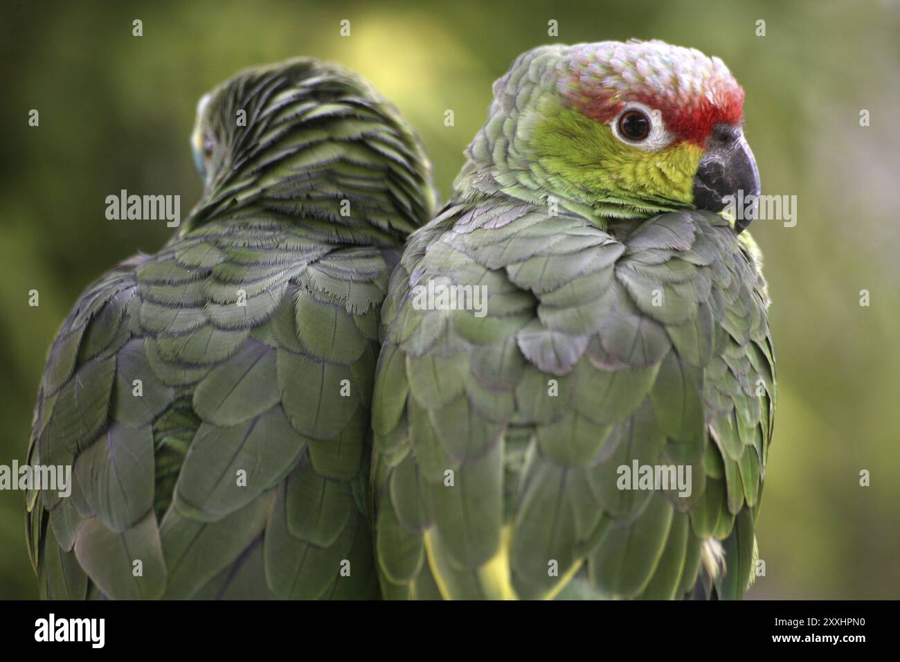 Yellow-cheeked amazon and blue-fronted amazon Stock Photo - Alamy