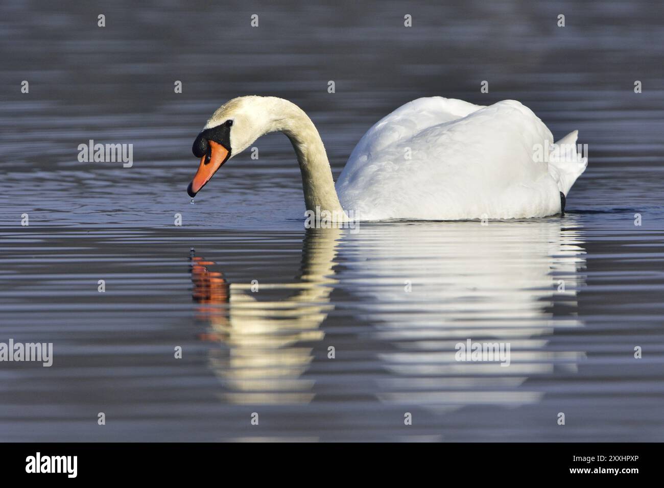 Mating swan hi-res stock photography and images - Alamy