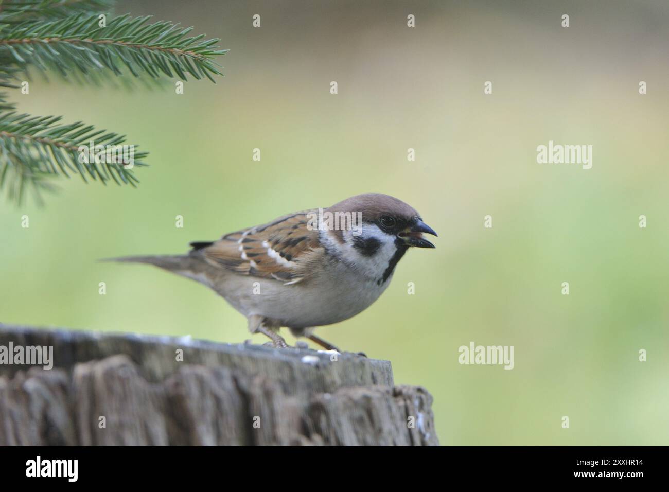 Eurasian Tree Sparrows at the winter feeding Stock Photo - Alamy