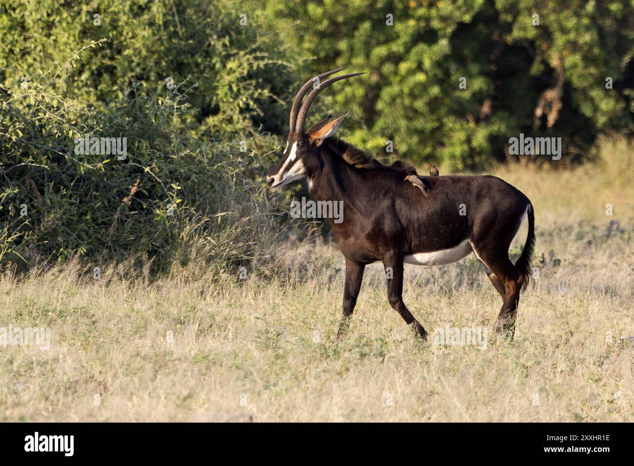 The rare sable antelope in Chobe National Park in Botswana Stock Photo ...