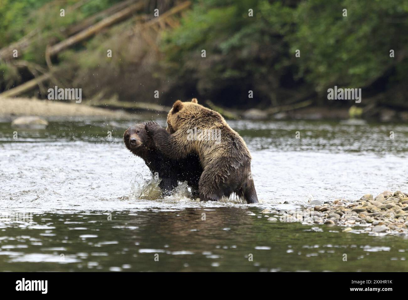 Grizzly bears in Knight Inlet Stock Photo - Alamy