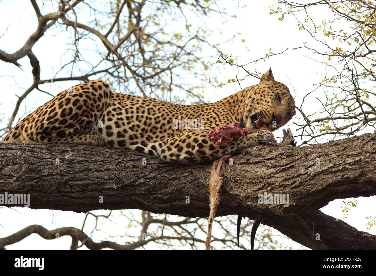 Leopard feeding on a tree in the Kruger National Park in South Africa ...