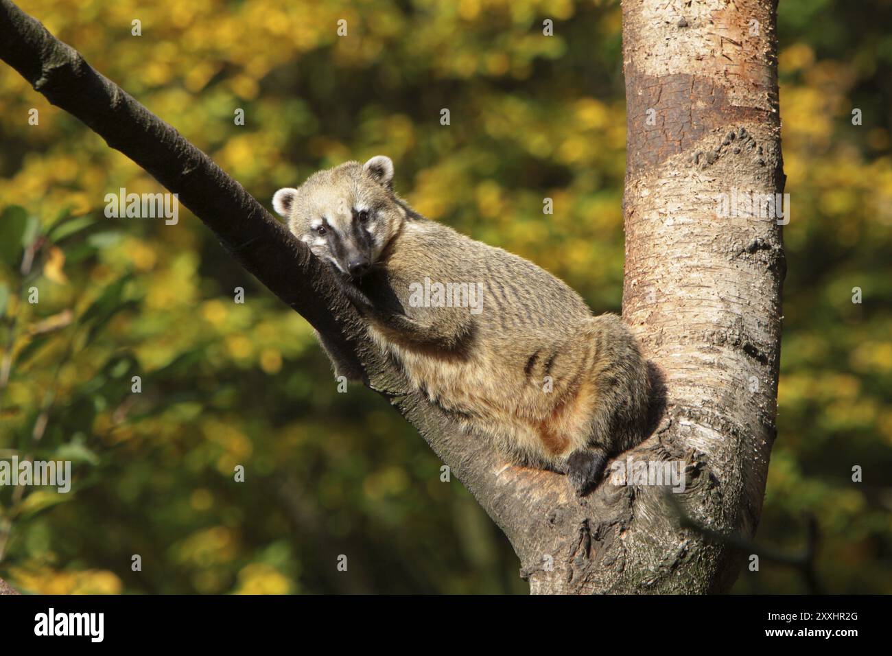 Coati animal hi-res stock photography and images - Alamy
