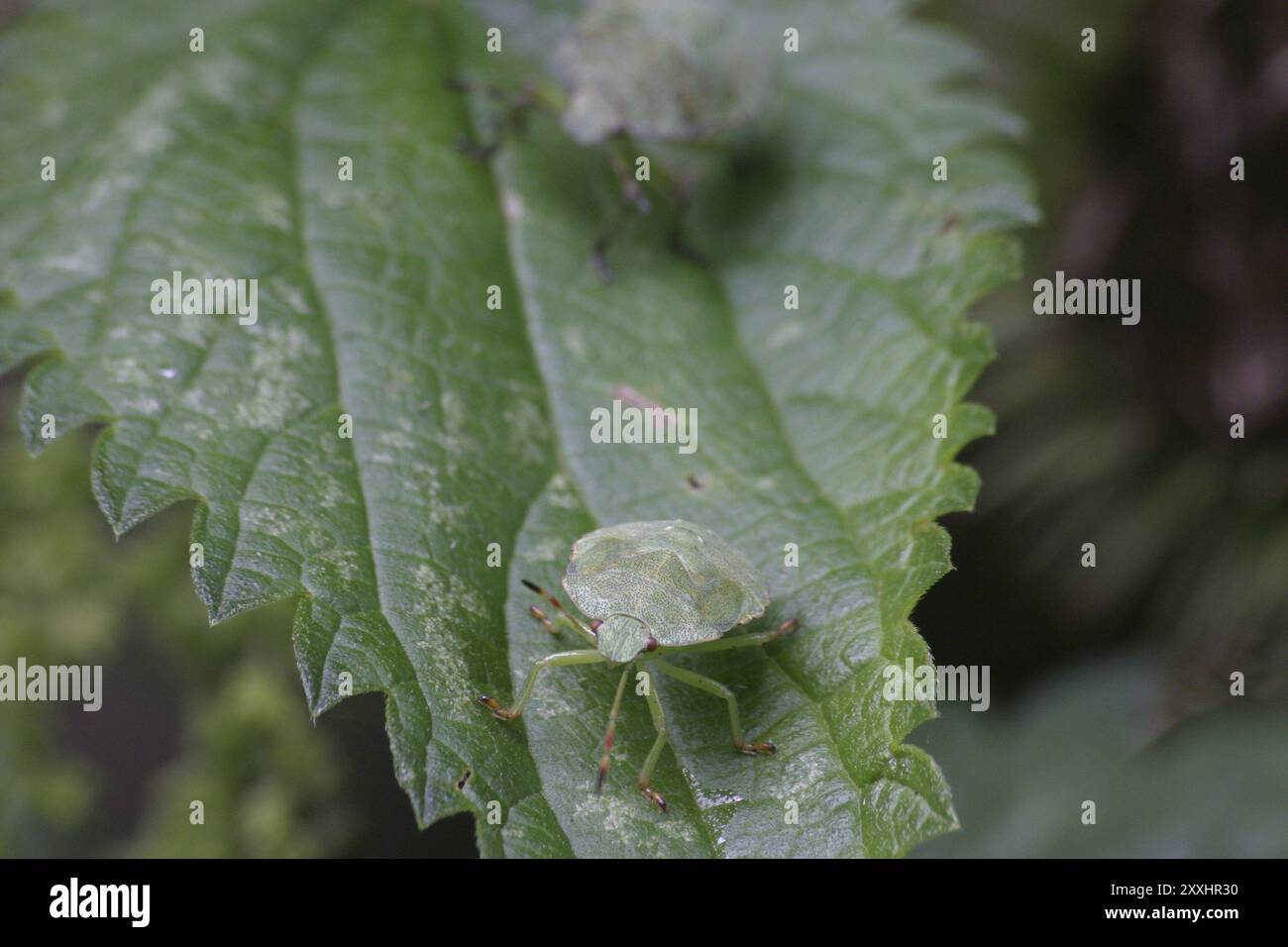 Green tree bugs on a leaf Stock Photo - Alamy