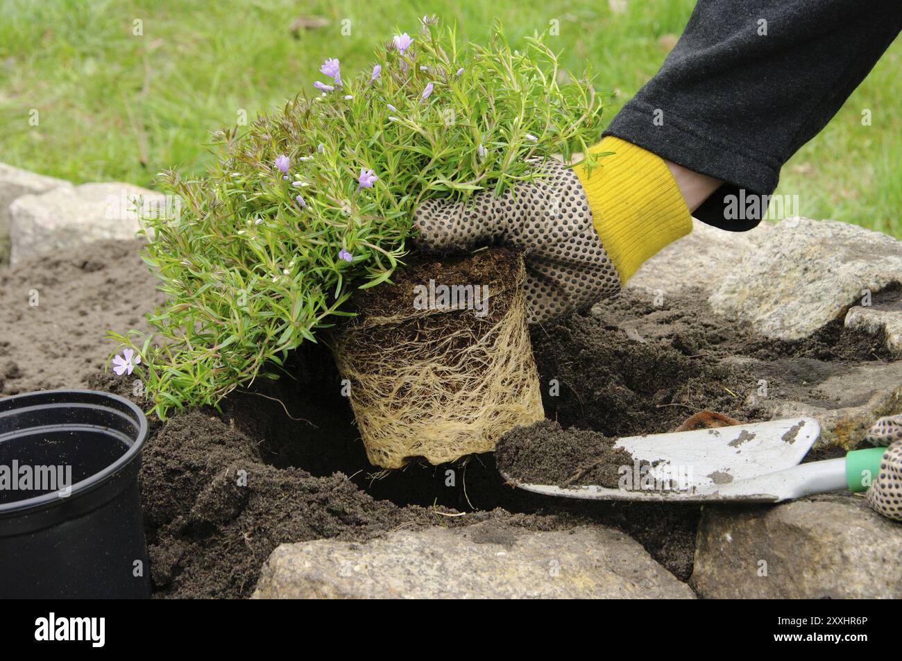 Planting shrubs, shrub planting Stock Photo - Alamy