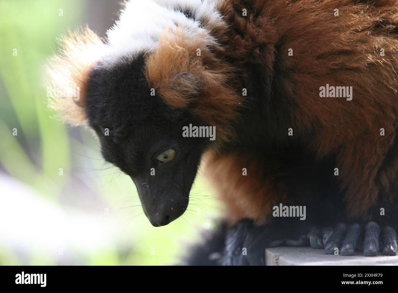 Only on madagascar hi-res stock photography and images - Alamy