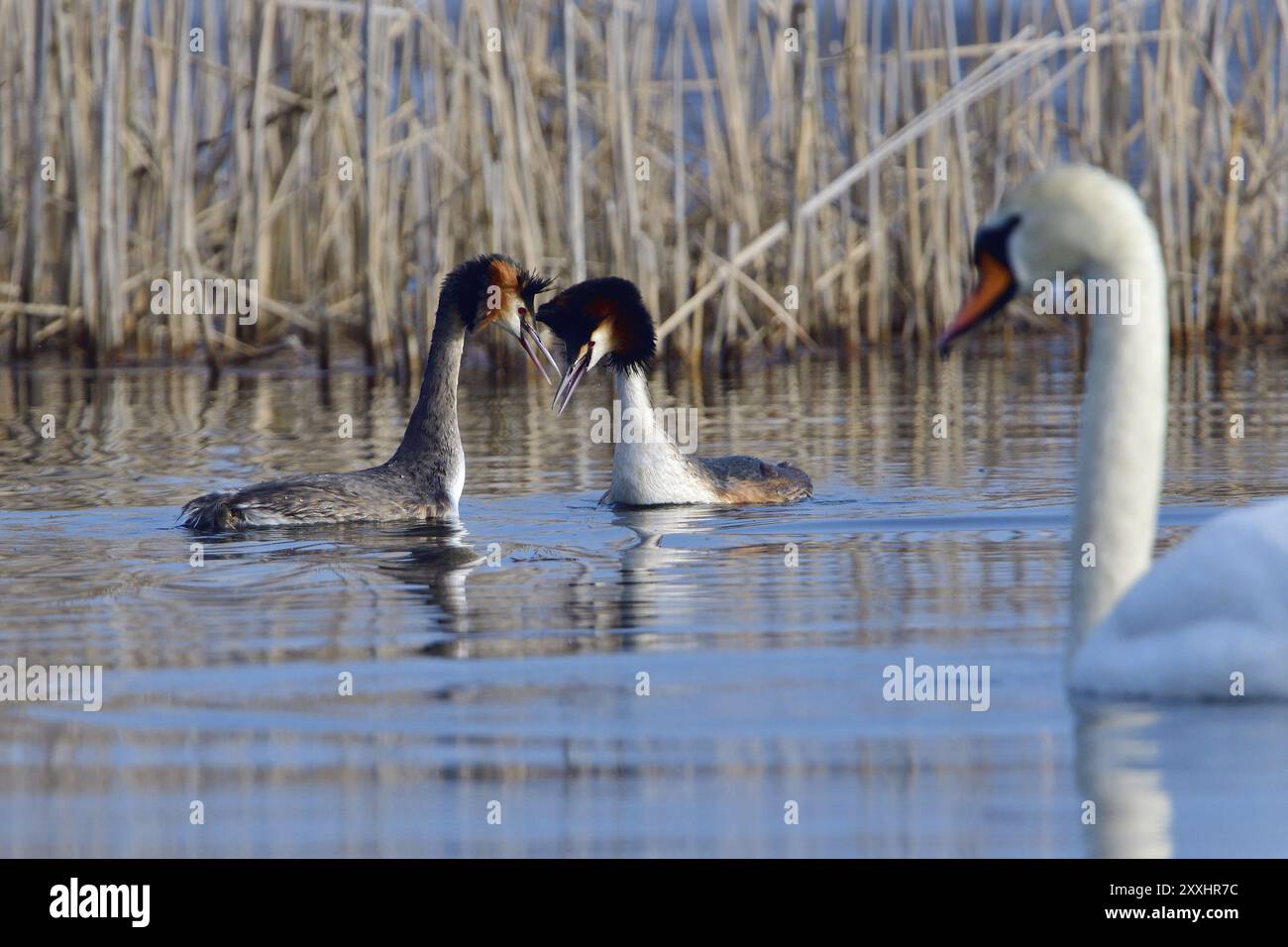Great crested grebe displaying during mating ritual. Great crested ...