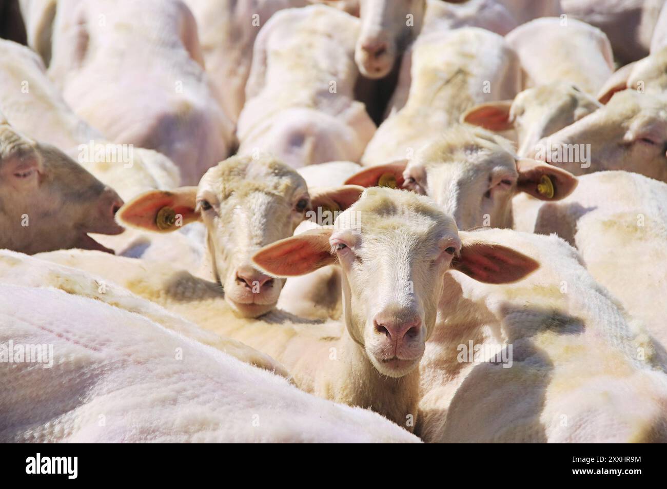 Multiple sheep hi-res stock photography and images - Alamy