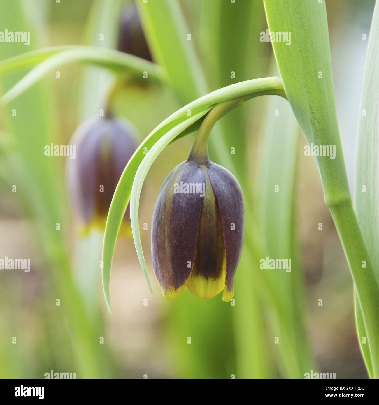 Chess flower chequered pattern hi-res stock photography and images - Alamy