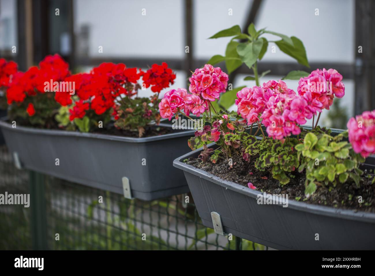 Pink and red flowers in a flower box on a fence Stock Photo - Alamy