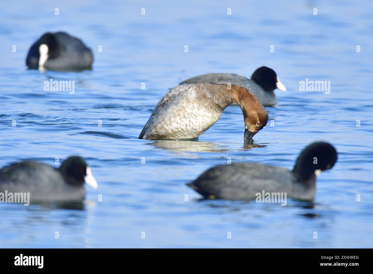 Common pochard in fa lake. Female common pochard looking for food Stock ...