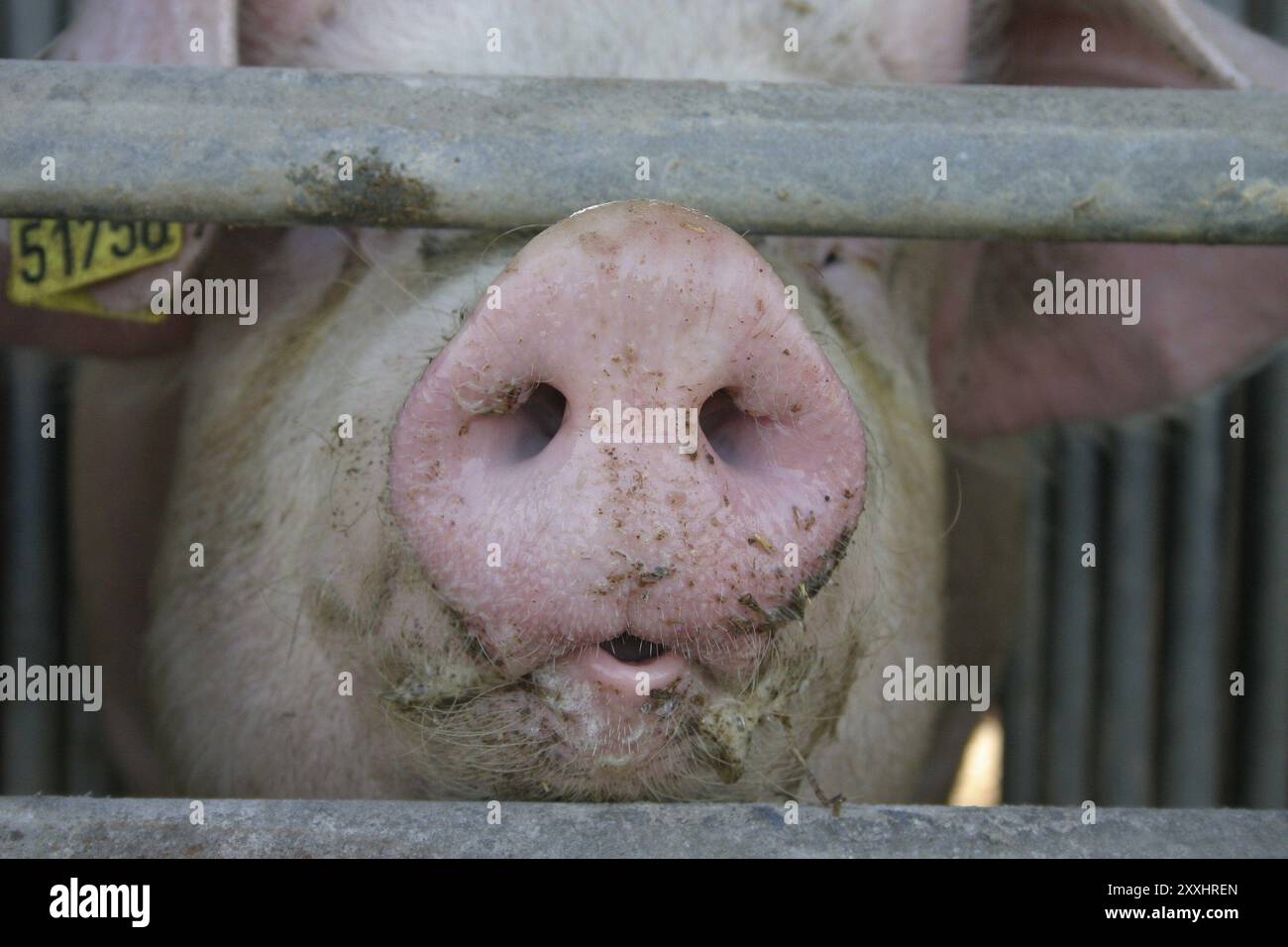 Fattening pig in the barn Stock Photo - Alamy