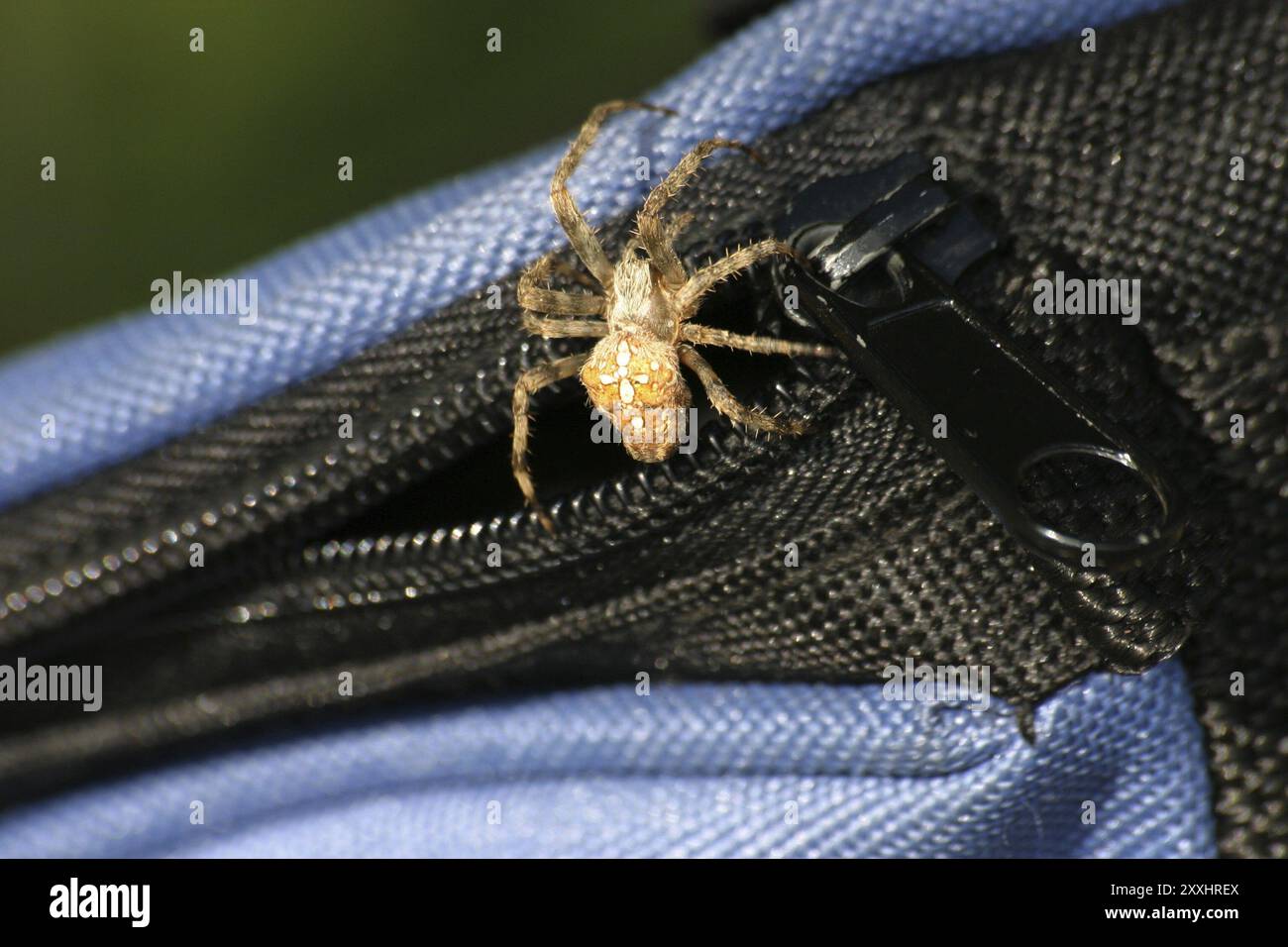 Blind spider hi-res stock photography and images - Alamy