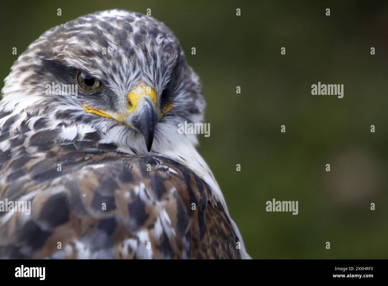 Royal Rough-legged Hawk Stock Photo - Alamy