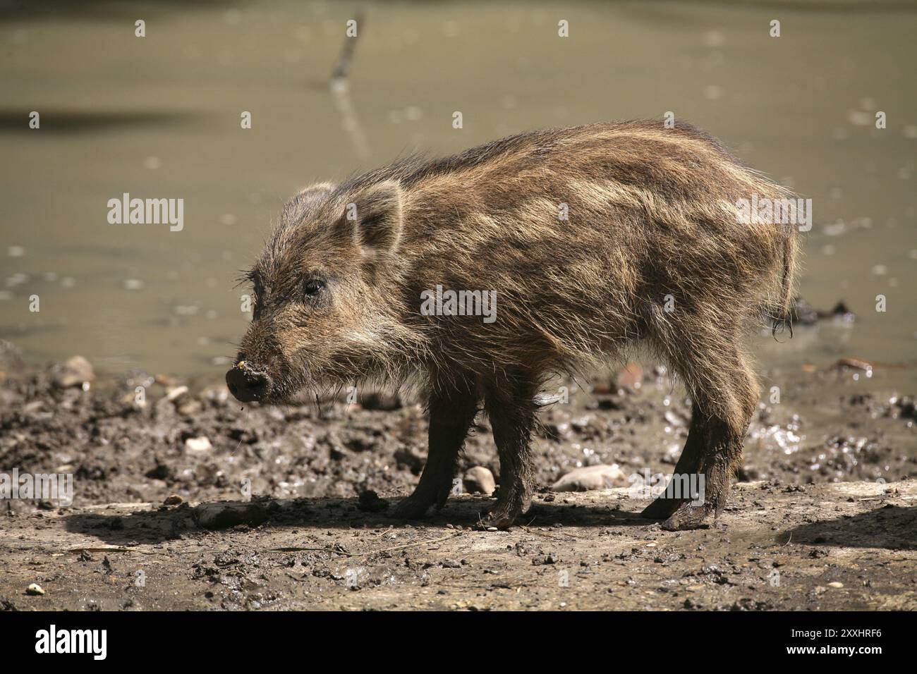 Young wild boars Stock Photo - Alamy