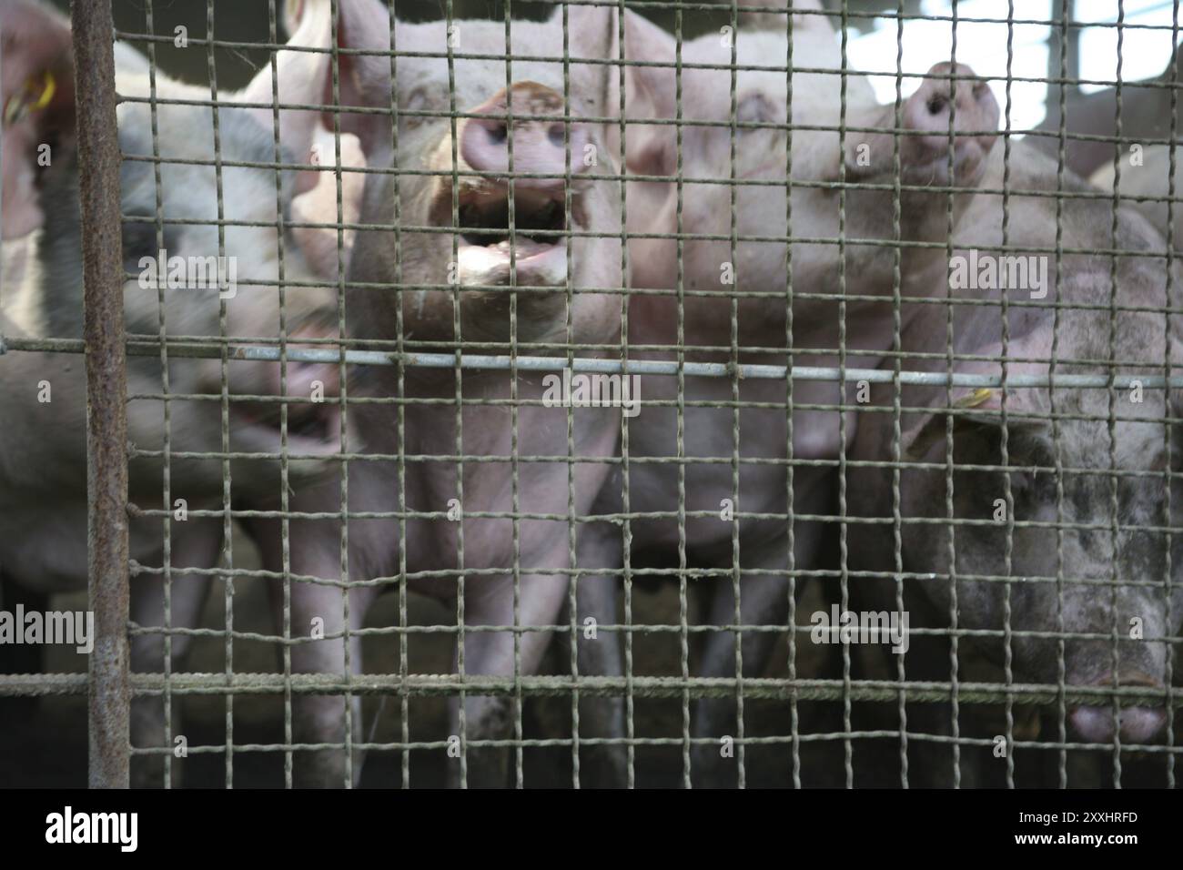 Domestic pigs in the quarantine barn Stock Photo - Alamy
