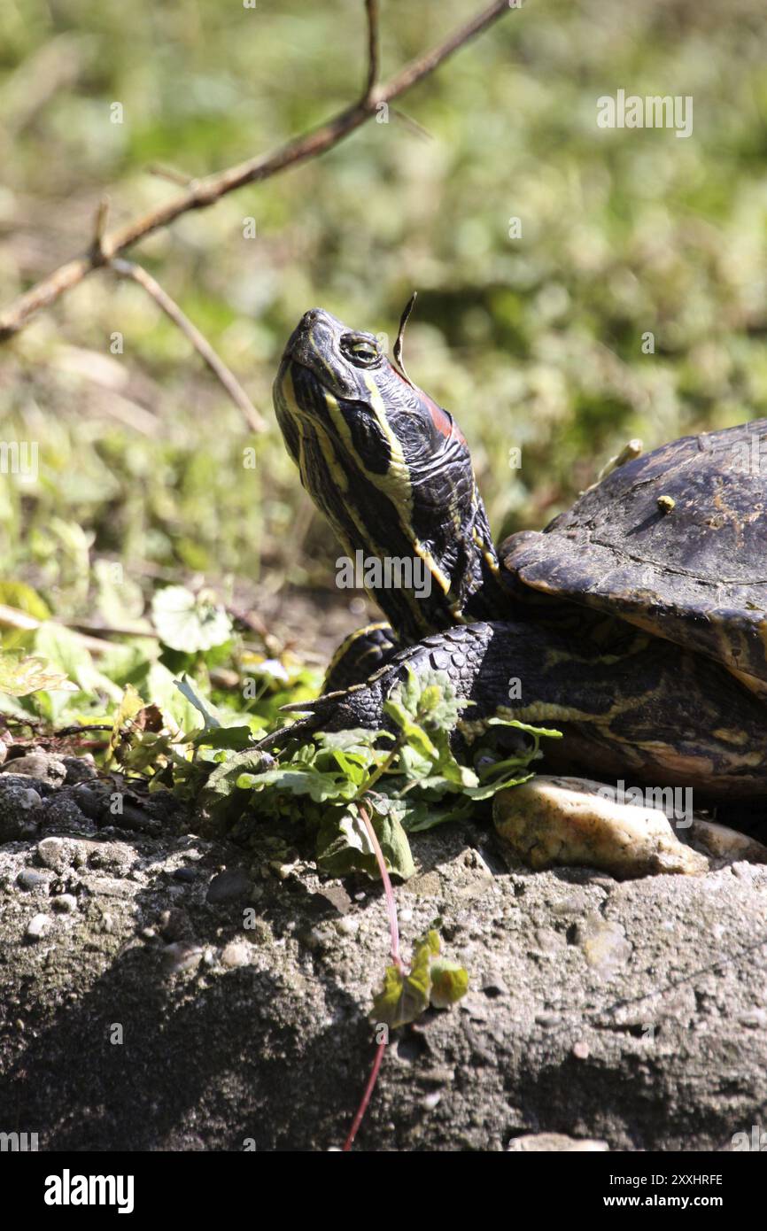 Animal turtle hi-res stock photography and images - Alamy