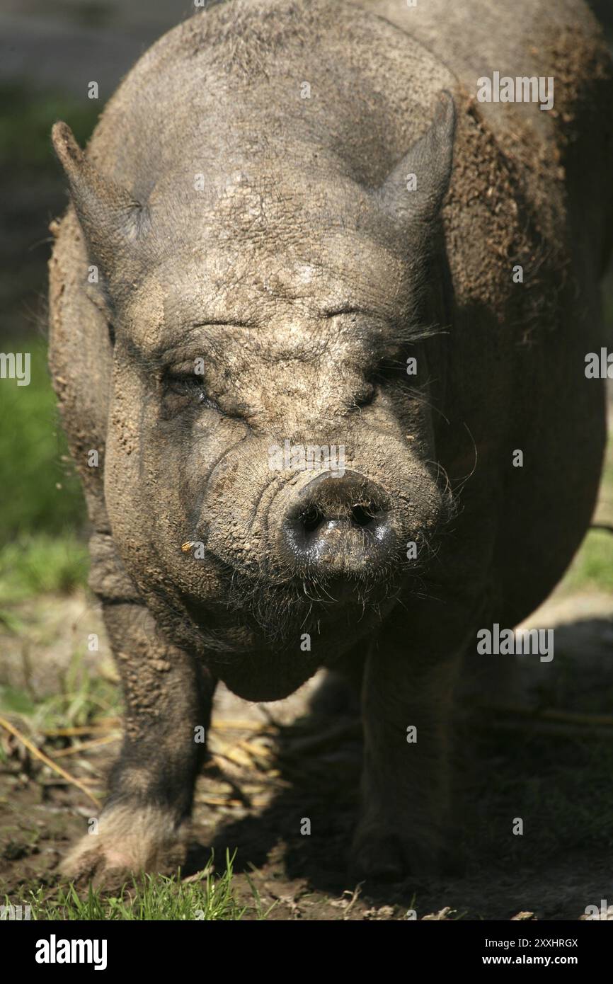 These pigs are mainly kept as pets in Vietnam Stock Photo - Alamy