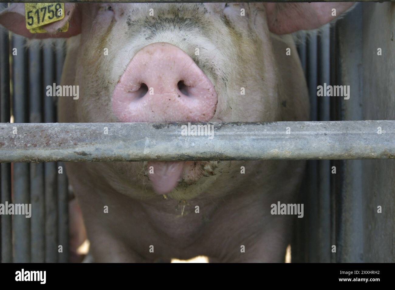 Fattening pig in the barn Stock Photo - Alamy