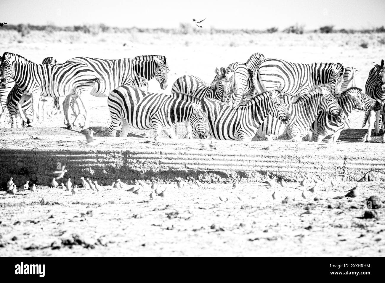 Desert-adapted zebras at a watering hole in Namibia, Africa Stock Photo ...