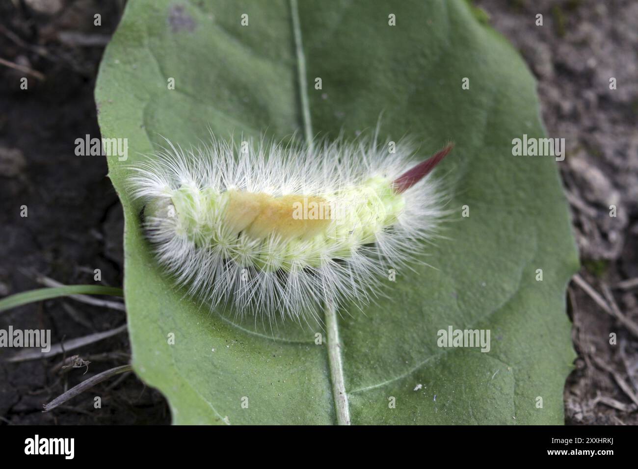 Beech stretch foot (caterpillar Stock Photo - Alamy