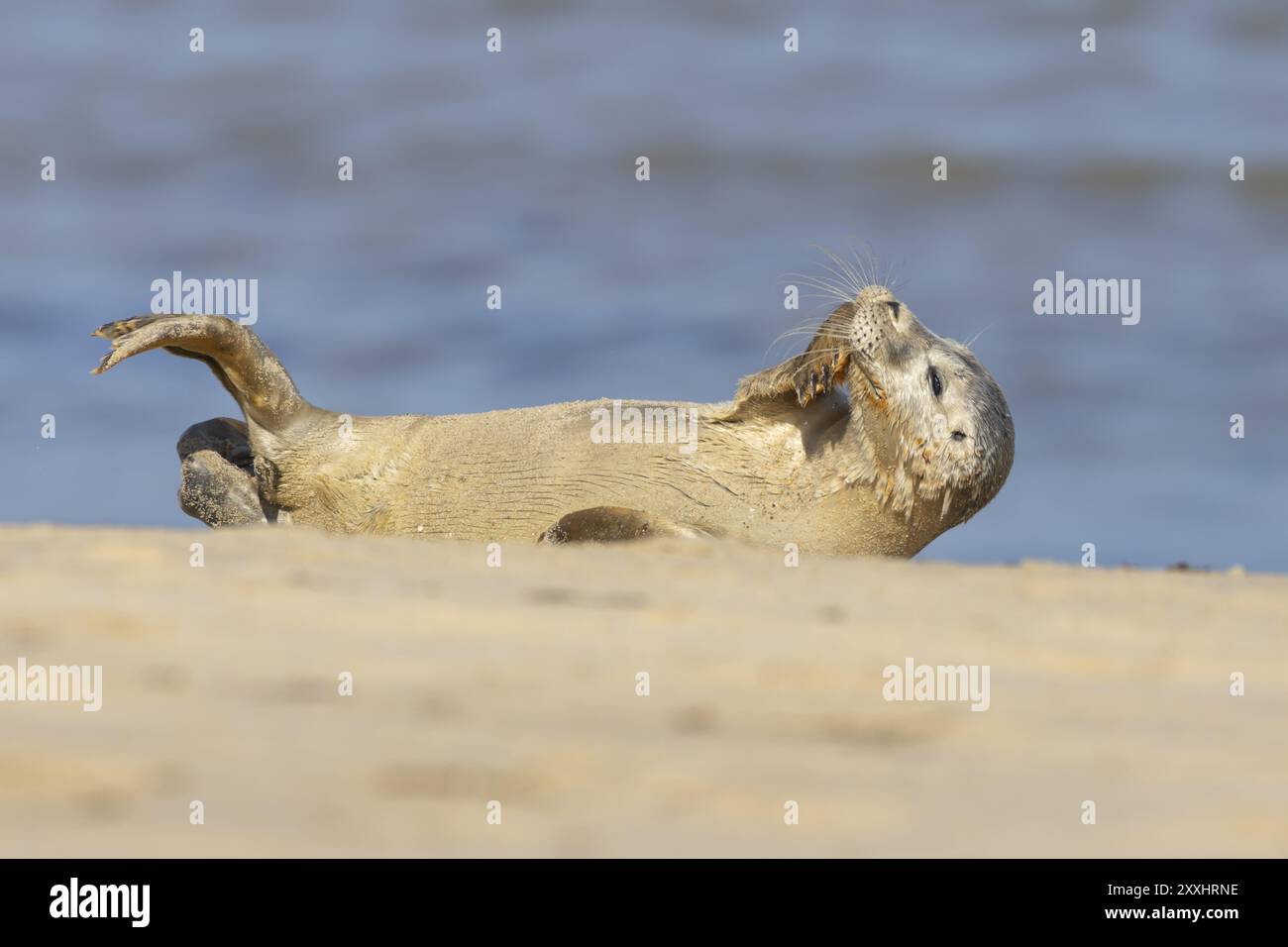 Common seal (Phoca vitulina) adult animal resting on a beach, Norfolk ...