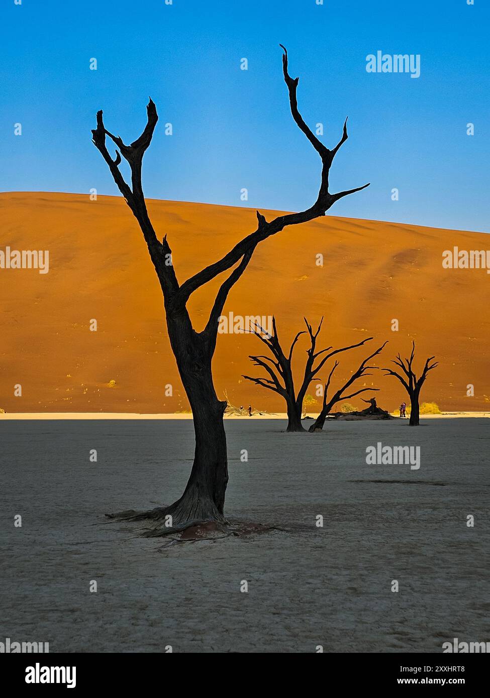 Skeleton Trees of Deadvlei in Namibia, Africa are reputedly over 800 ...