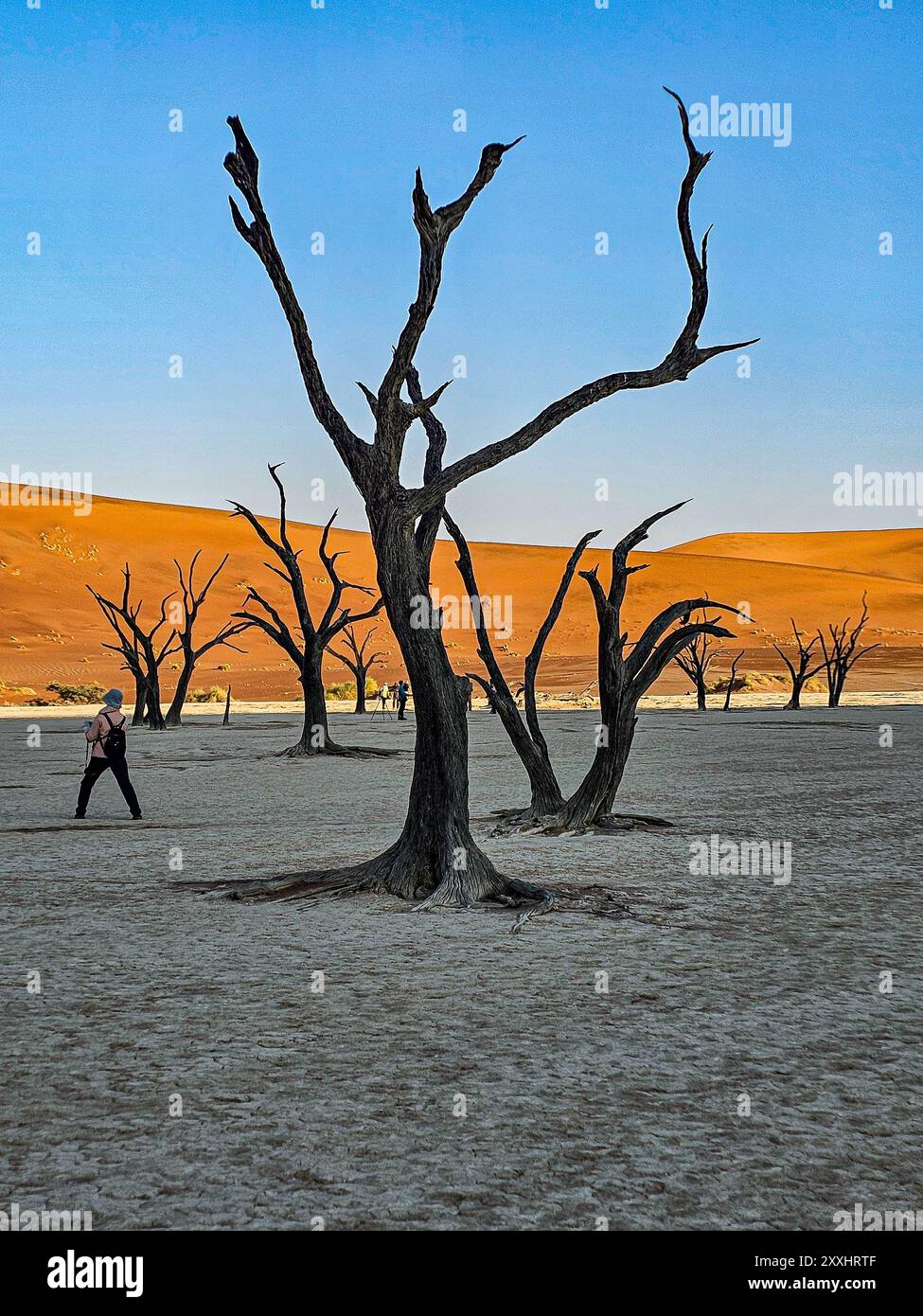 Skeleton Trees of Deadvlei in Namibia, Africa are reputedly over 800 ...