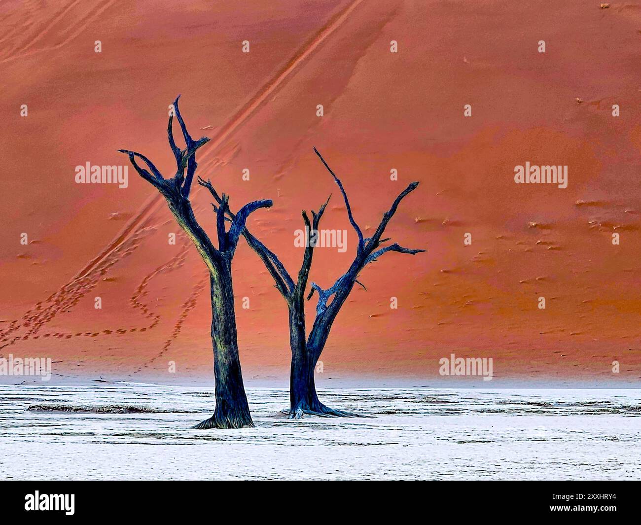 Skeleton Trees of Deadvlei in Namibia, Africa are reputedly over 800 ...