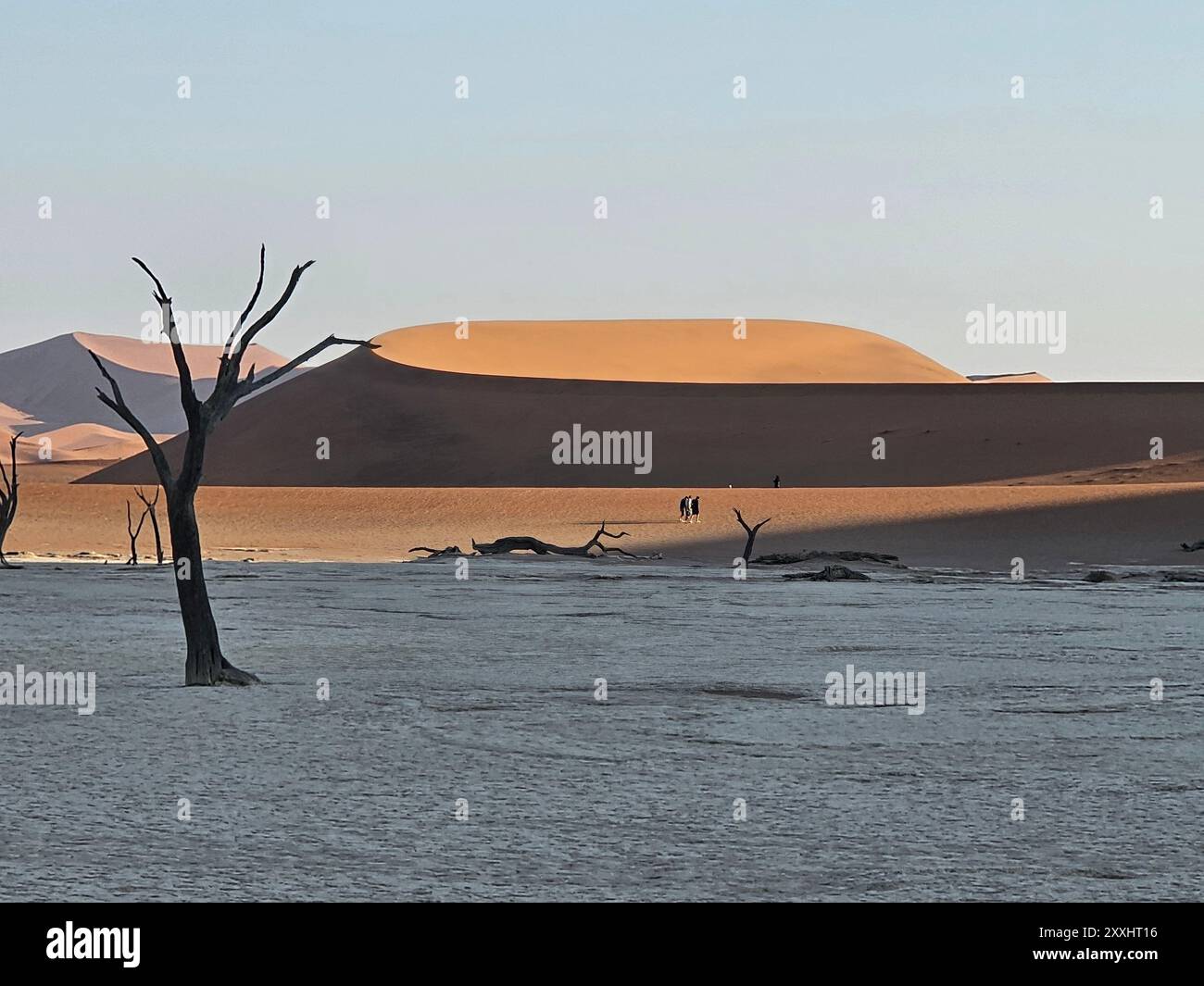 Skeleton Trees of Deadvlei in Namibia, Africa are reputedly over 800 ...